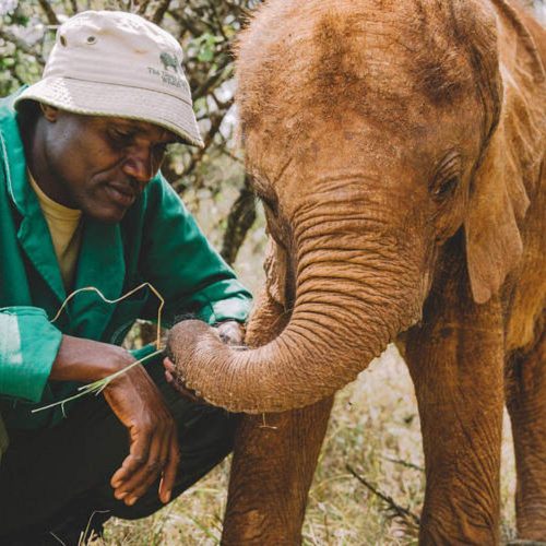 Visiter le David Sheldrick Wildlife Trust | Hors Pistes